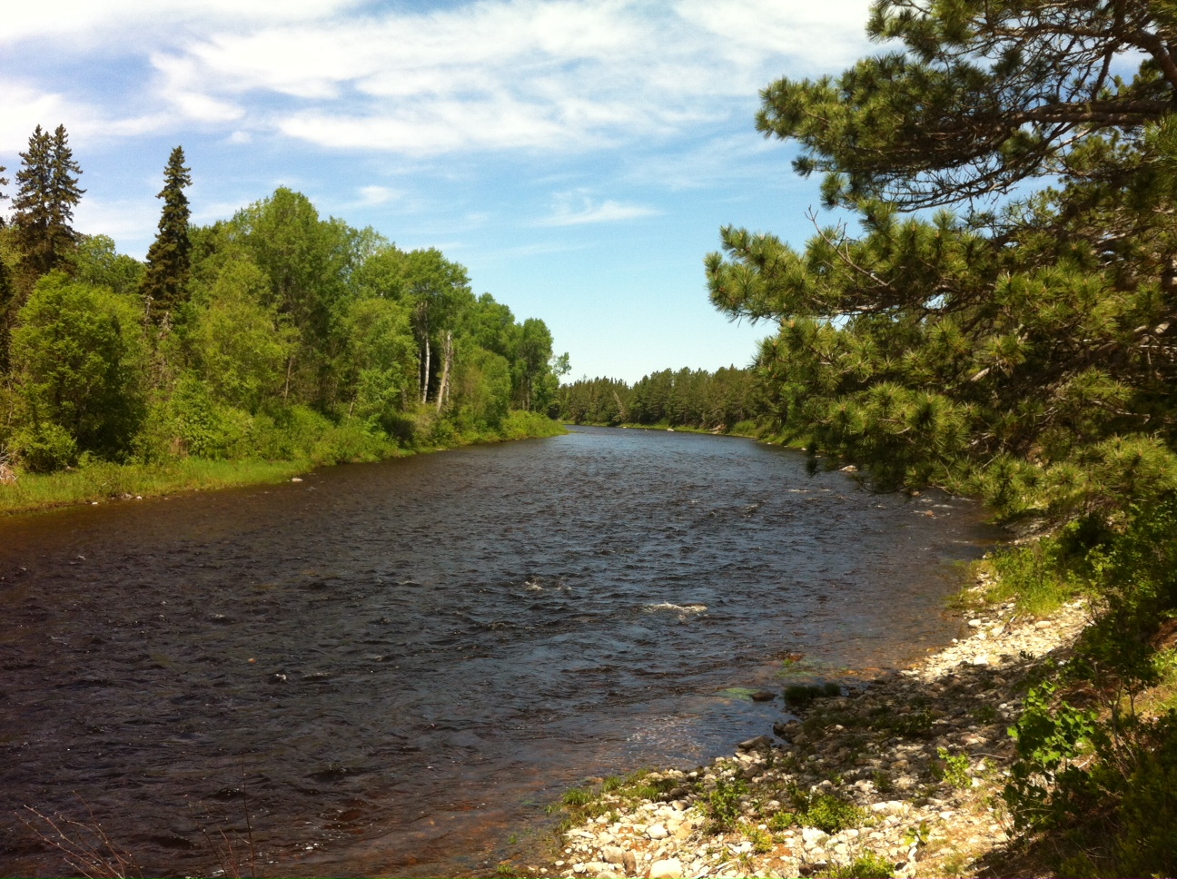 Rod's Miramichi Fishing Reports: Miramichi River Salmon Fishing Improving