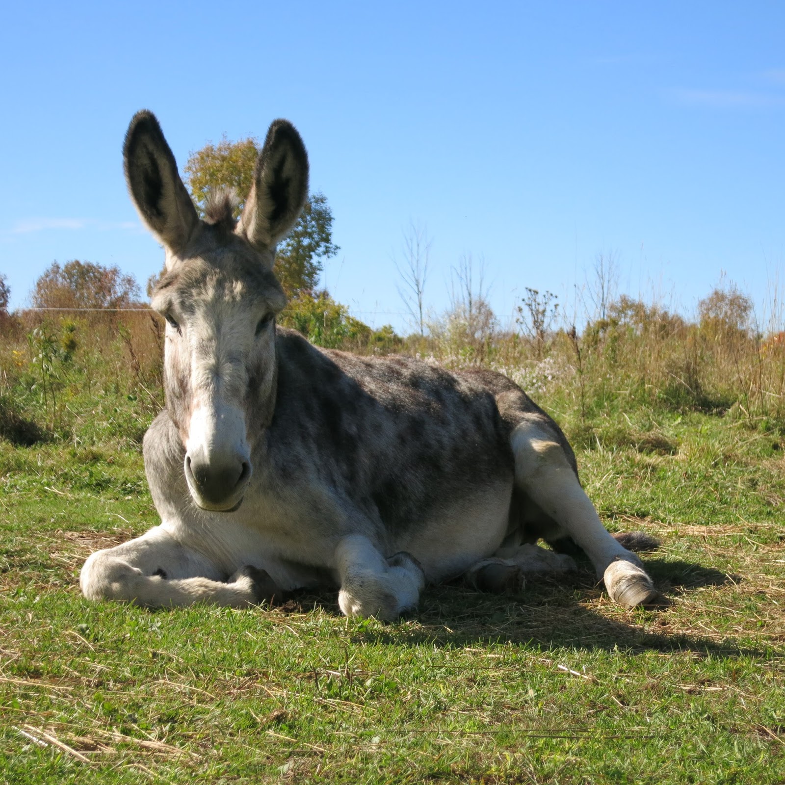 The Dancing Donkey: Donkey Time