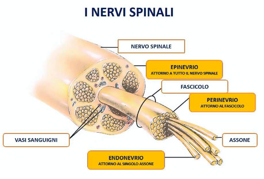 Scienze Salute e Benessere : LESIONI NERVOSE ED ELETTROSIMOLAZIONE