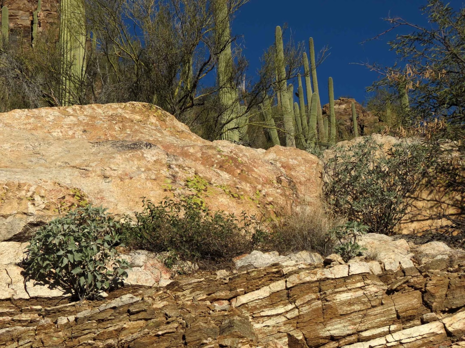 Desert Colors: January 2015