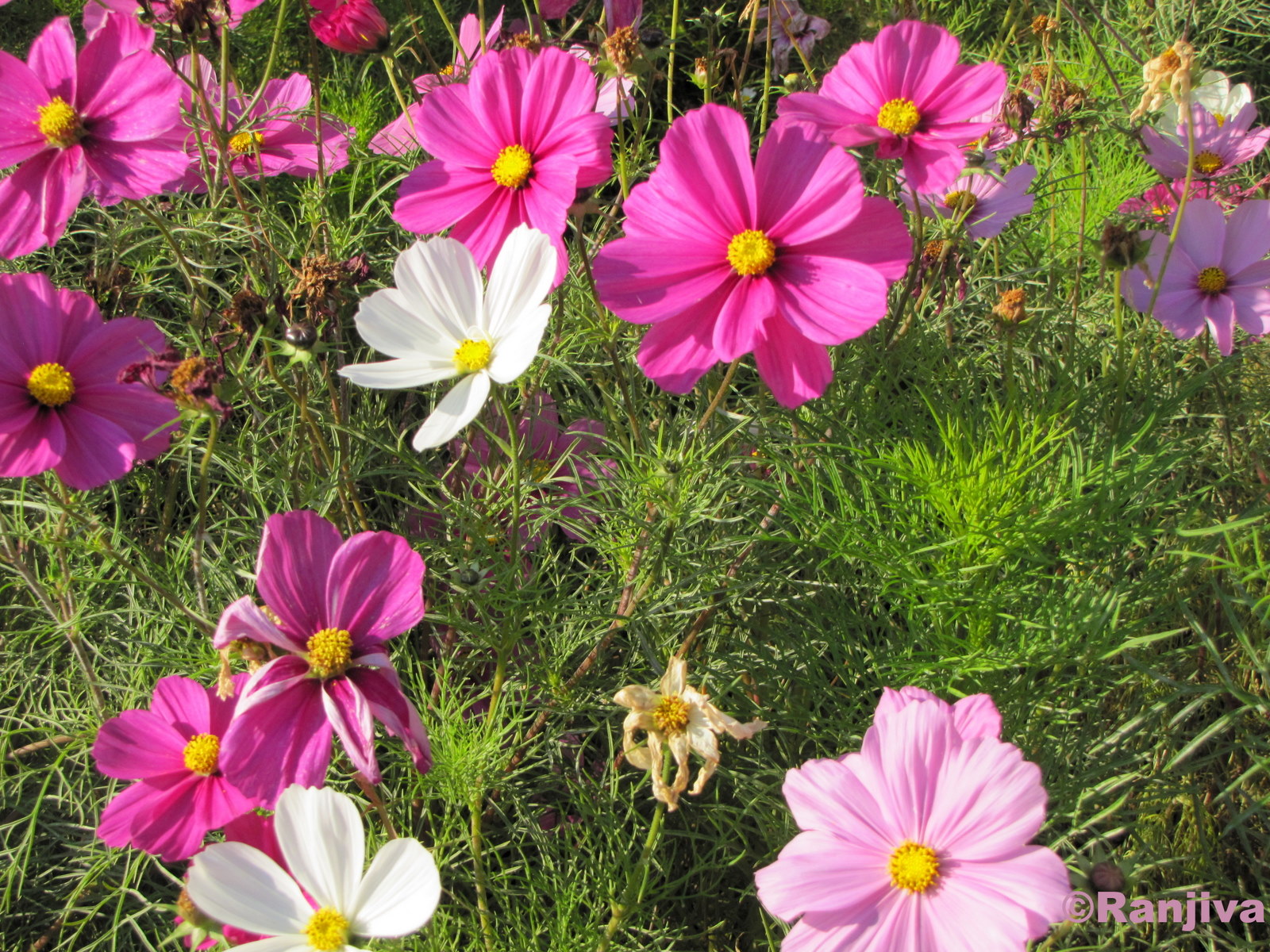 Des fleurs champêtres et le Printemps | Paysages et Fleurs au fil de l'eau