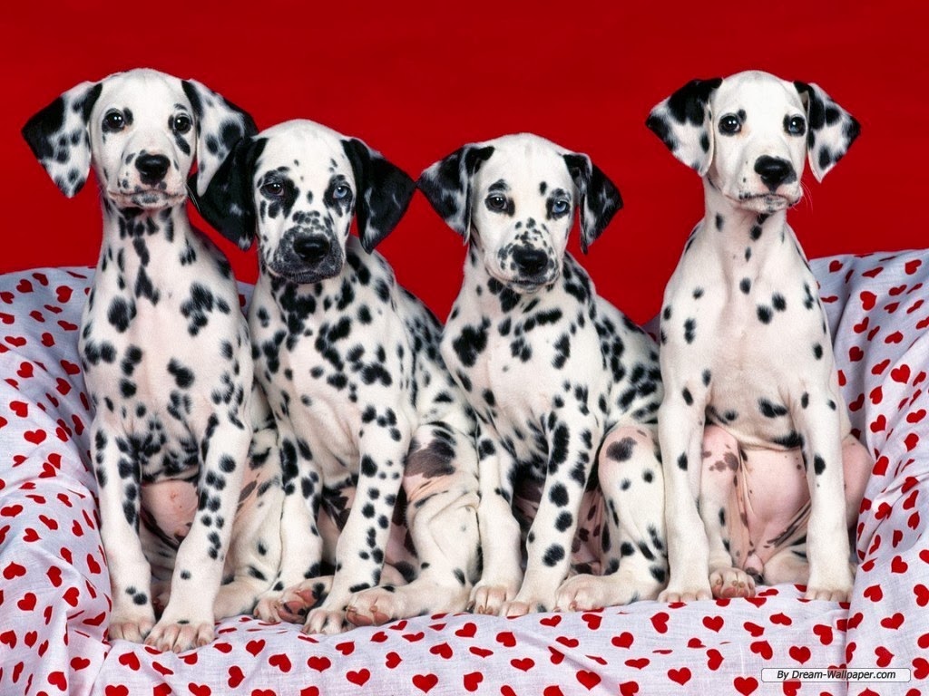 Beautiful Newborn Young Puppies of Dalmatian Dog
