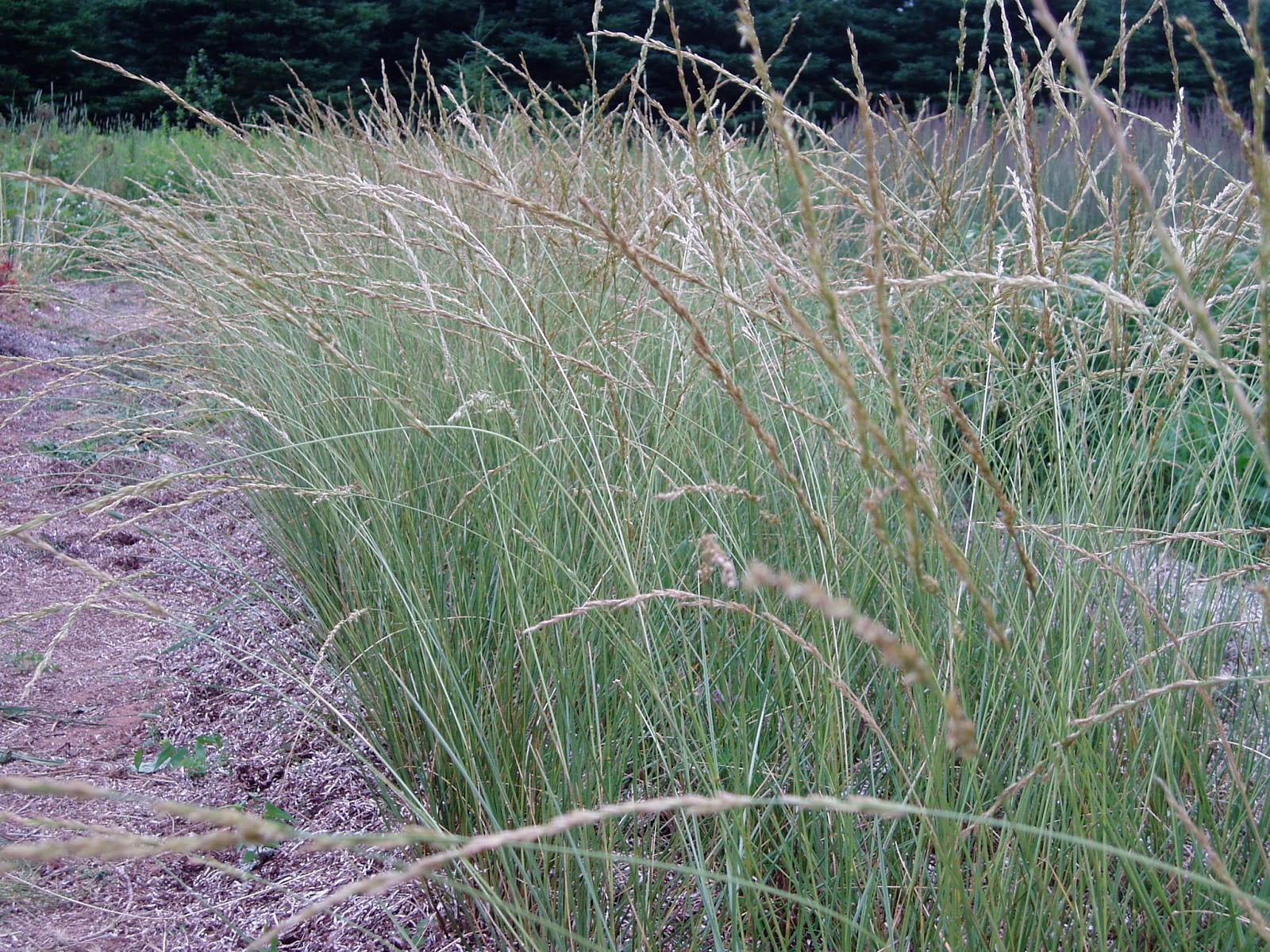 Lovegrass Farm: Festuca Mairei at Lovegrass Farm on P.E.I.