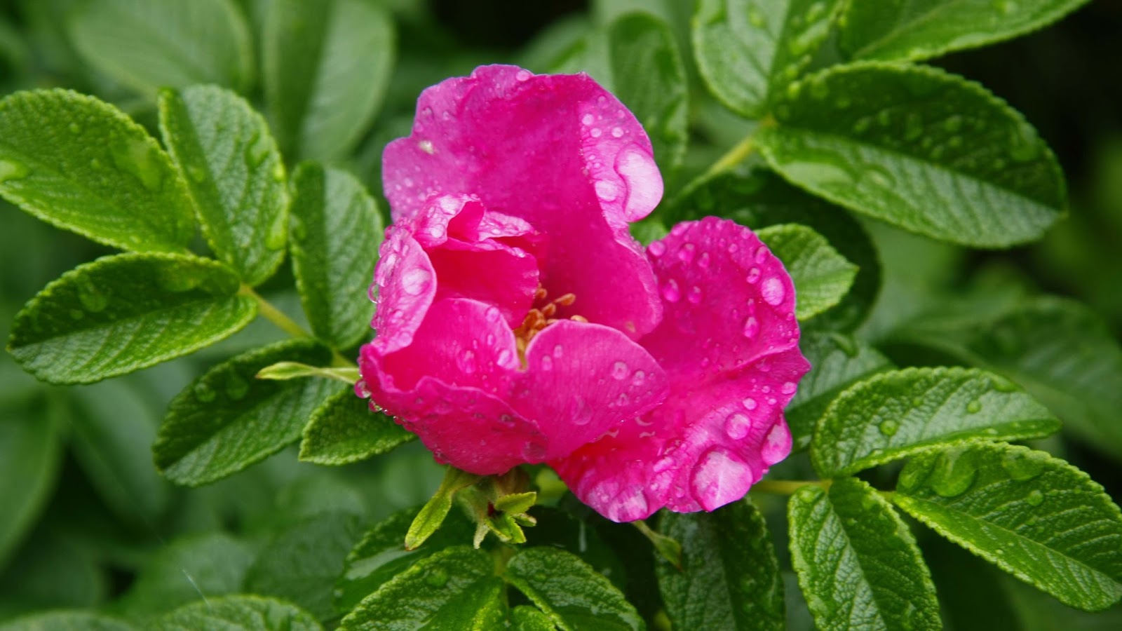 Mind Blowing HD Red Rose wallpaper