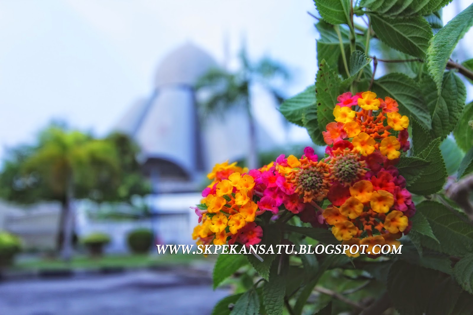 Selamat Datang ke SK Pekan Satu: 5 JENIS BUNGA HIASAN TERMAHAL DI DUNIA