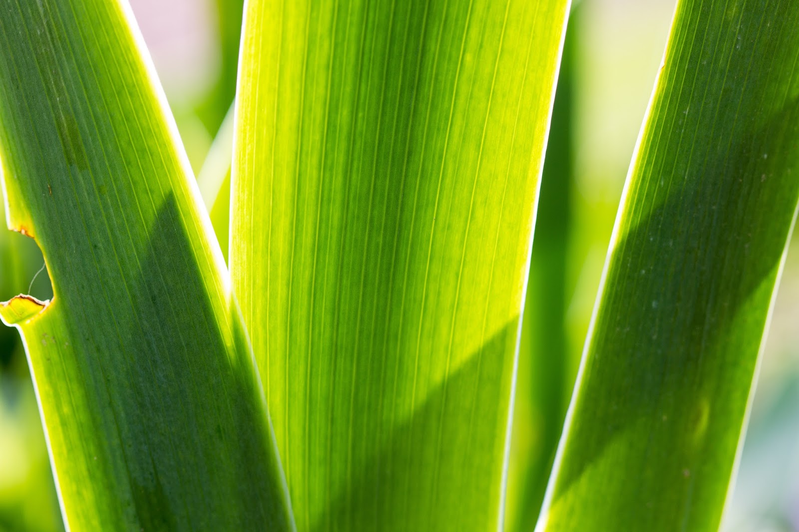 OBJECTIF IMAGE 85: Sortie "Photos macro"