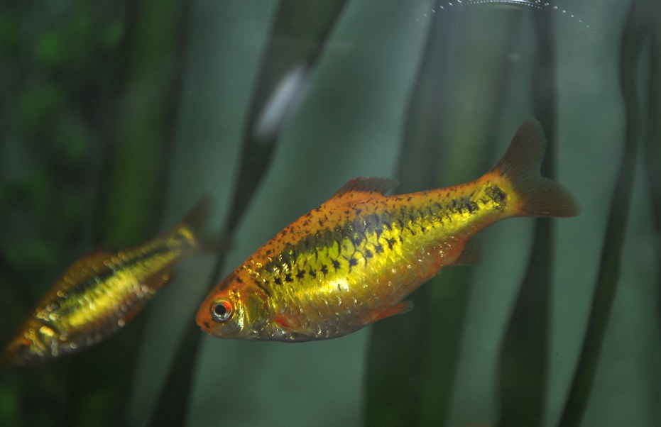 ZOOTOGRAFIANDO (6.096 ANIMALS): BARBO ORO / GOLD BARB (Barbodes ...