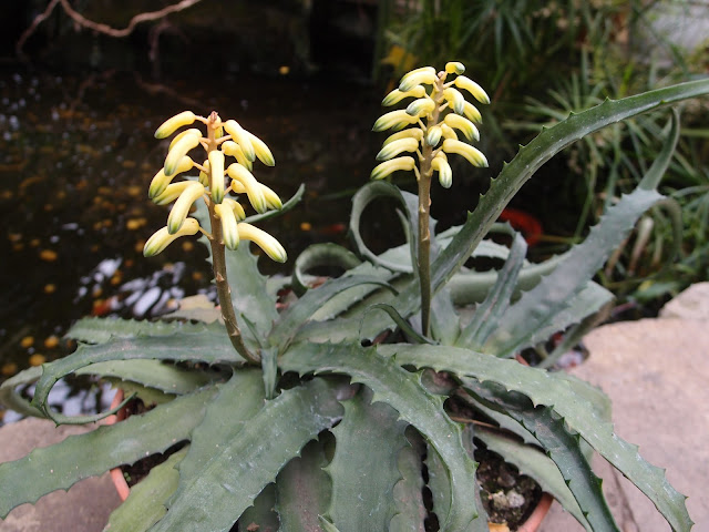 Всё о бегониях и не только...: Ломатофиллум лимонный / Алоэ лимонное ...