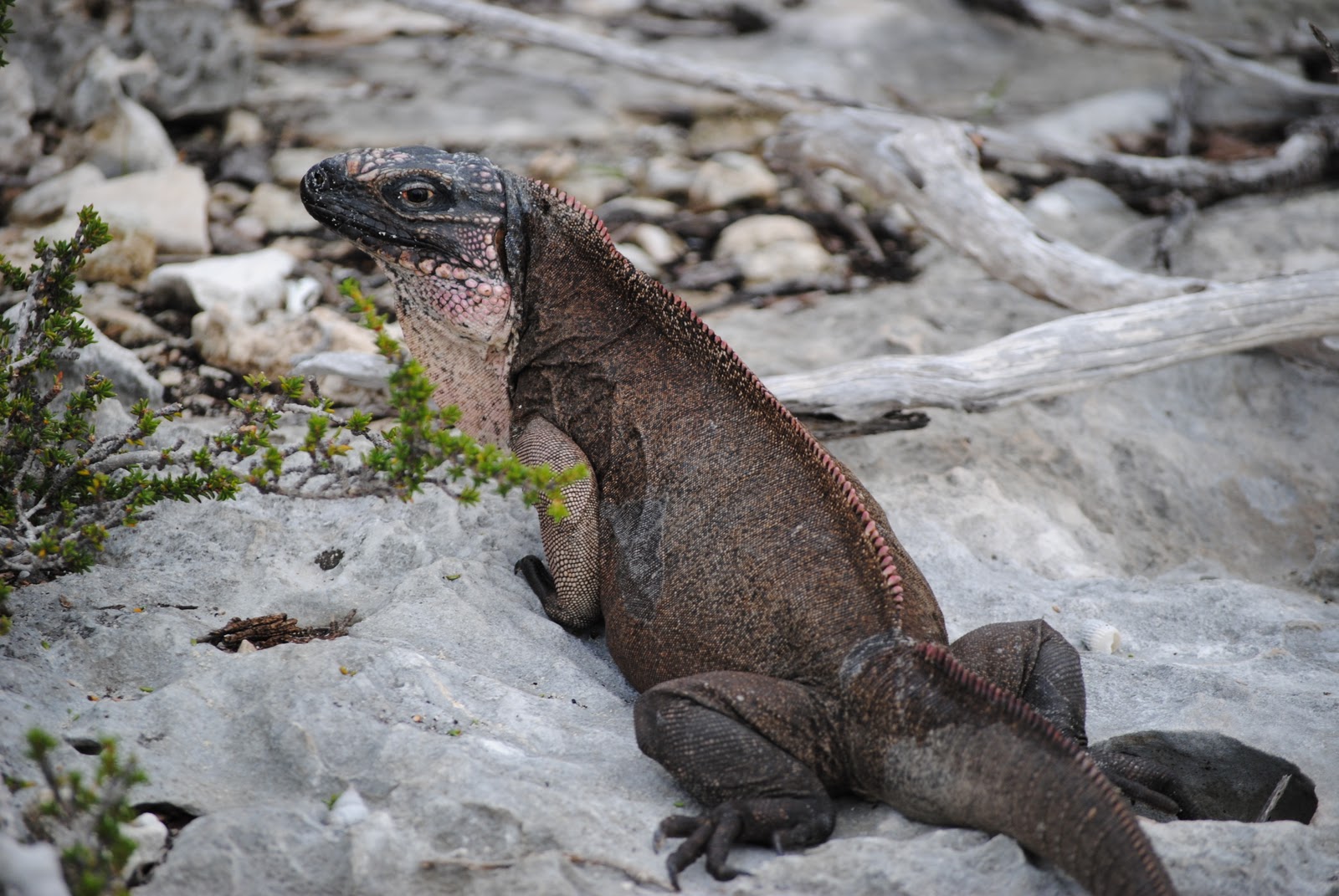 Sailing the Tanqueray: The Exuma Cay's