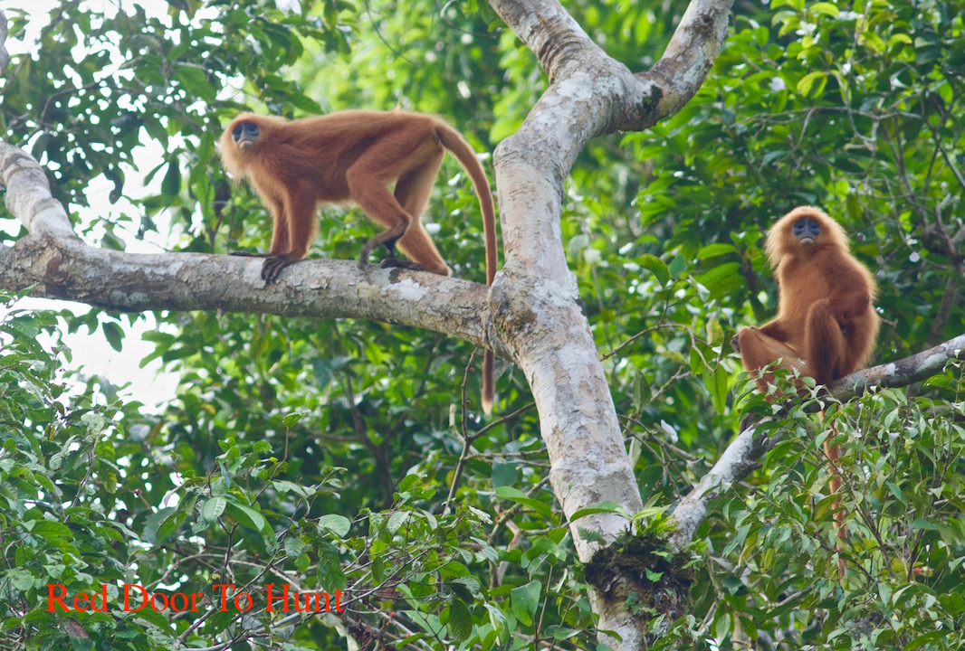 RED Door To Hunt: Beruk Kentoi~Macaca arctoides~Stump tailed Macaque