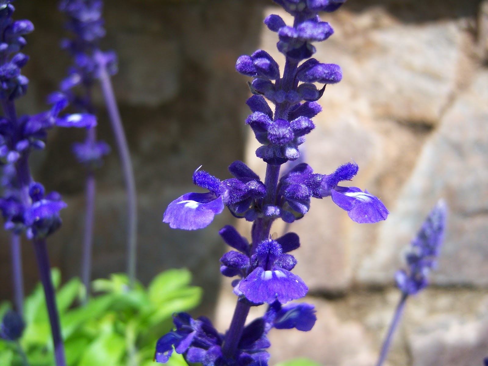 SALVIA AZUL - BOTÀNIC SERRAT