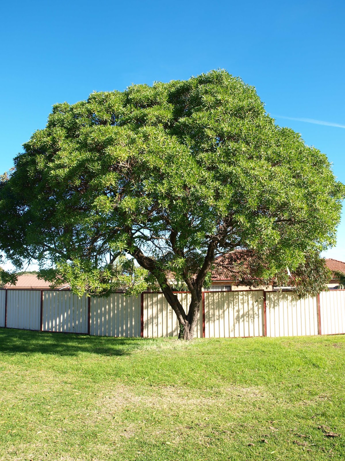 Get active: ask your council to plant a local tree on your verge ...