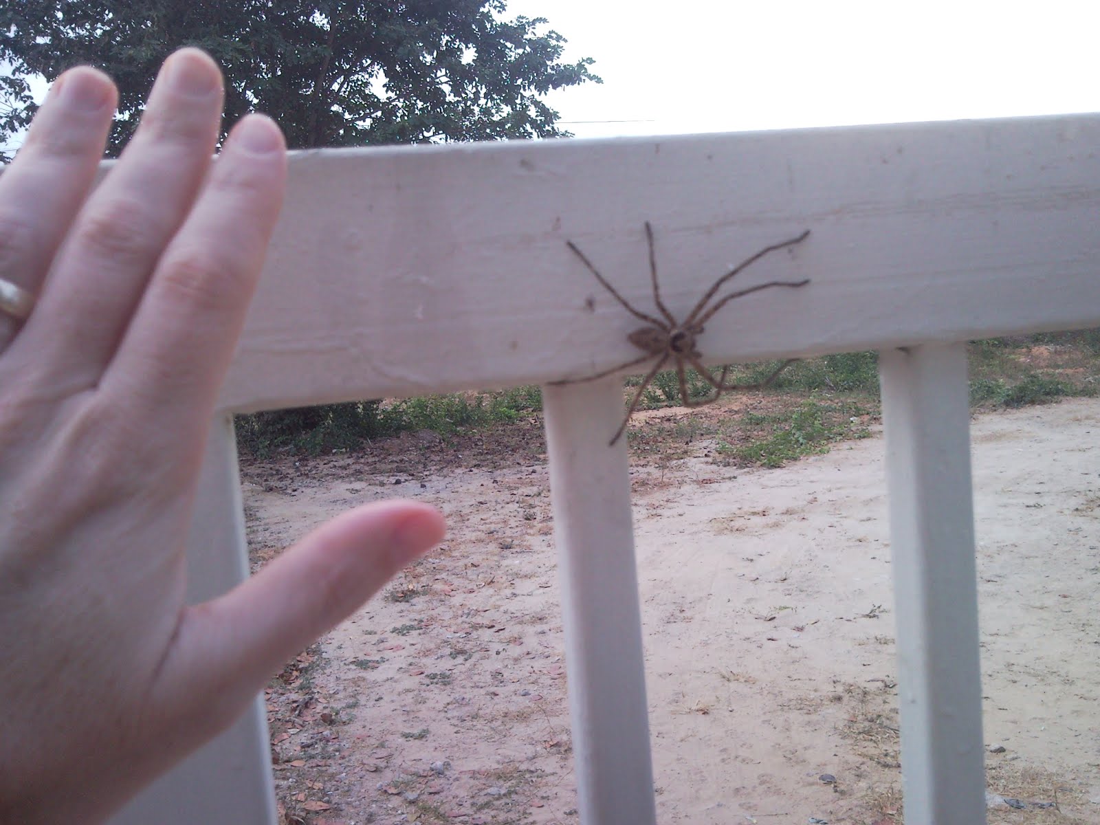 Attercop, Lazy Lob, Crazy Cob, and Old Tomnoddy? No, SHELOB