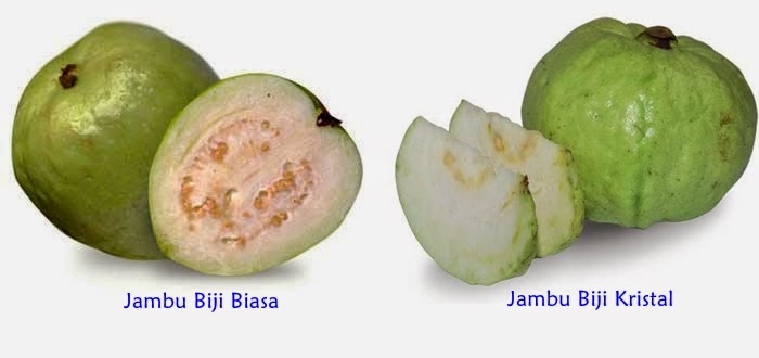 Kenali Daerah Mu: Budidaya Jambu Kristal Peluang Usaha Menggiurkan