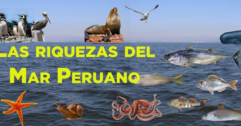 Perú: País de Maravillas: Fauna marina peruana