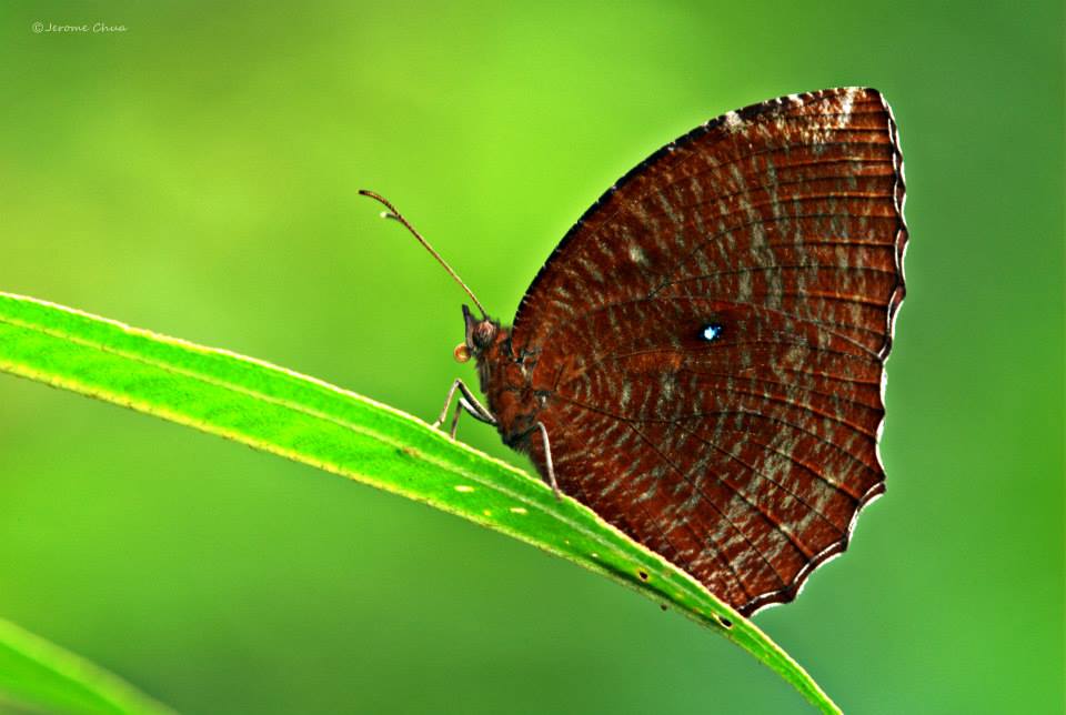 Butterflies of Singapore: Butterflies Galore! : Common Palmfly