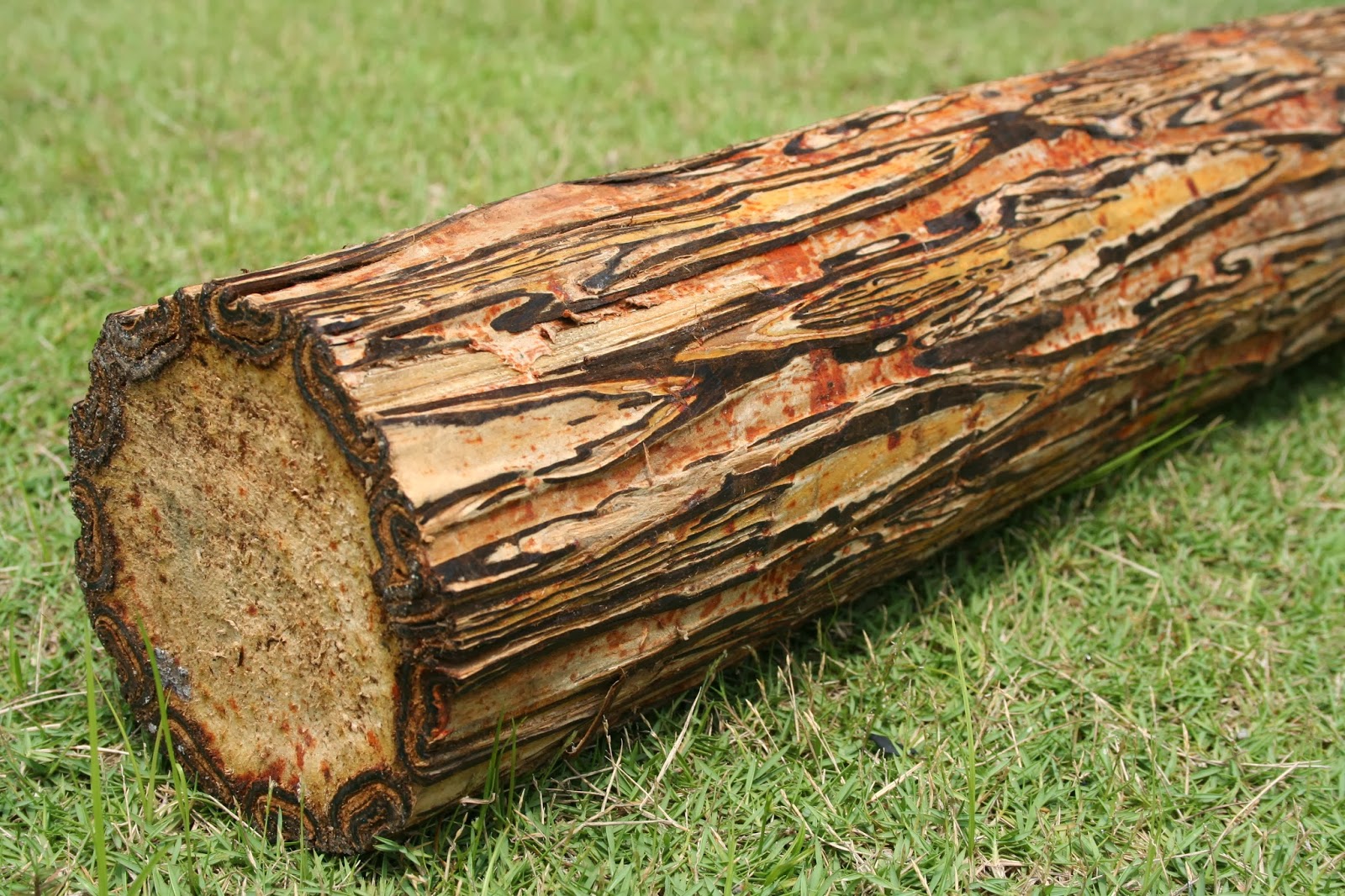 赤道旅人: Kayu Naga