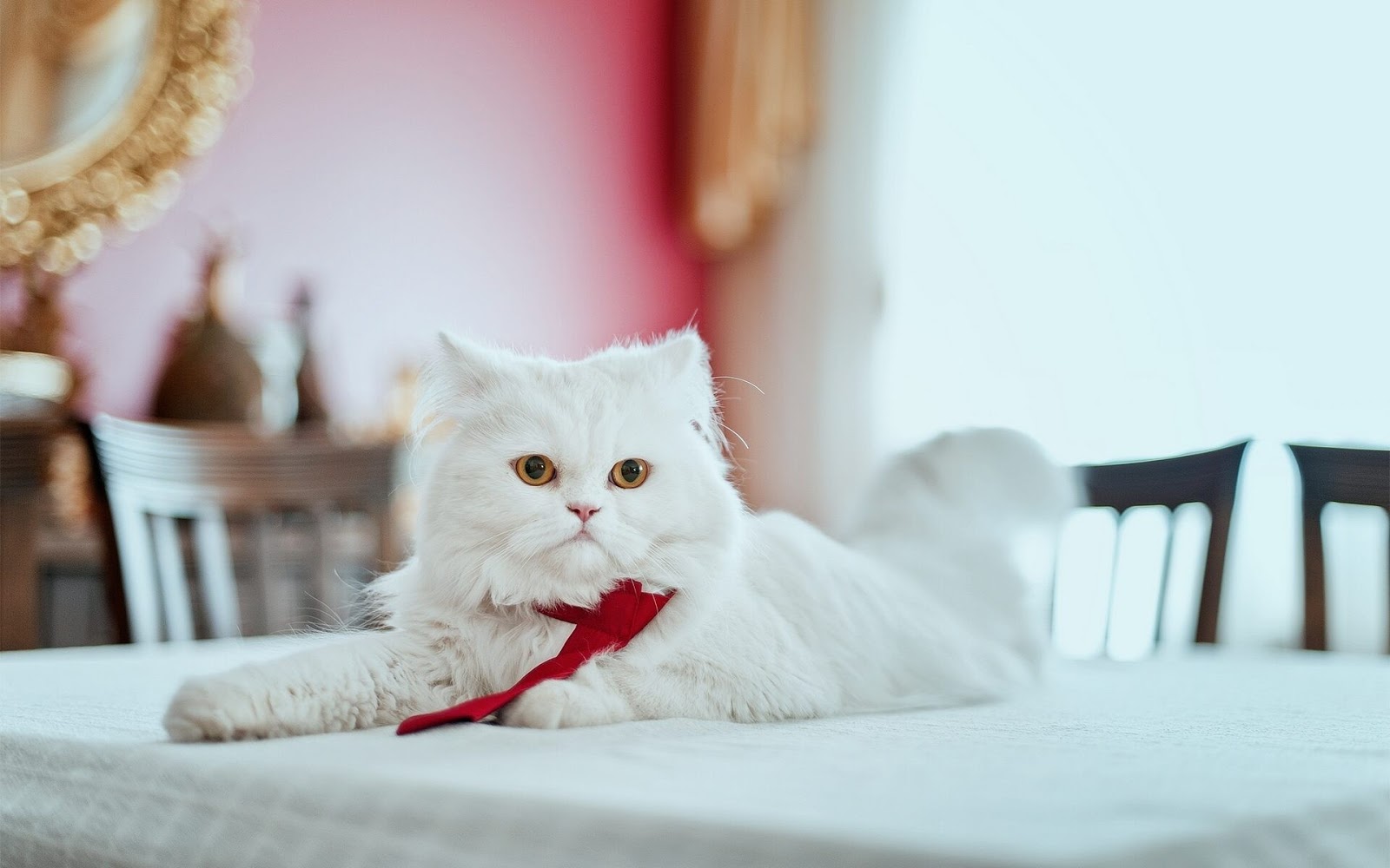 Persian Cat Breed Profile | Australian Cat Lover