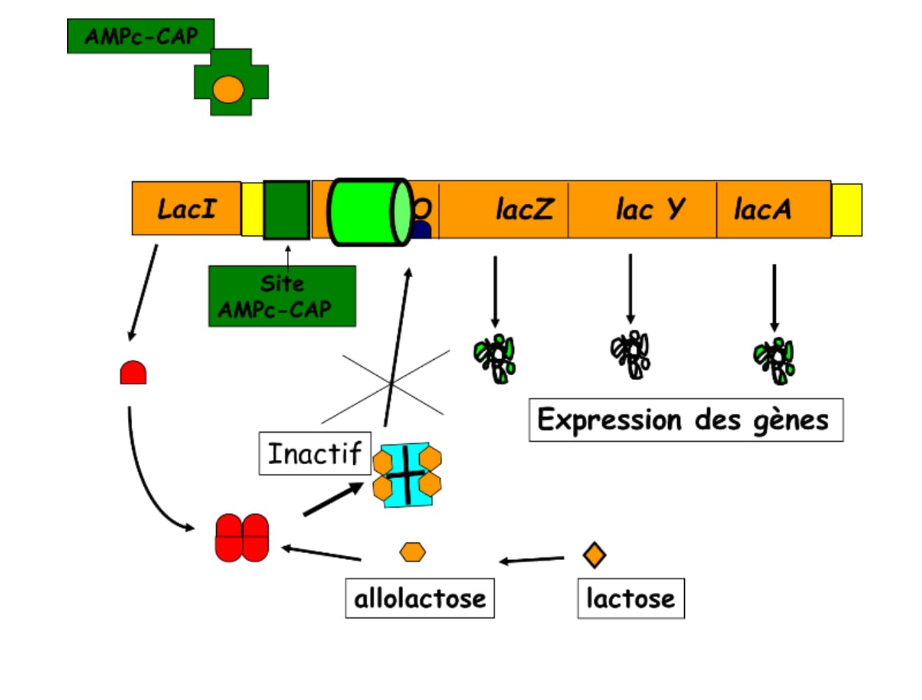 l'operon lactose