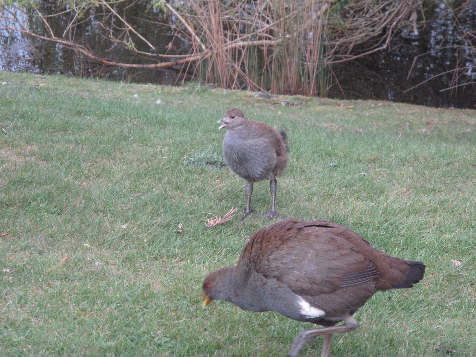 A Strong Belief in Wicker: Turbo Chooks
