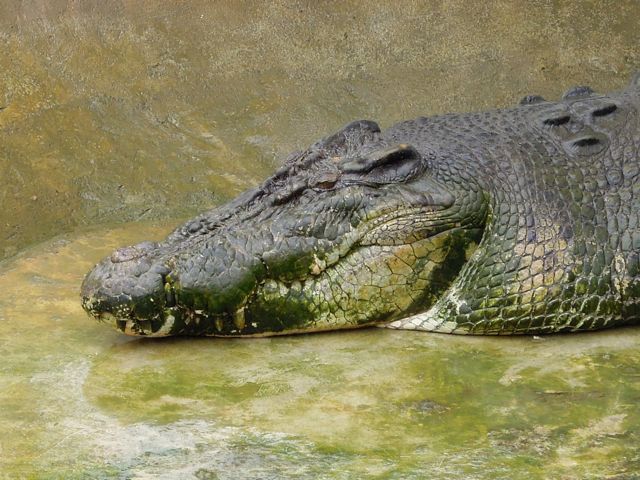In Pinay's footsteps: LOLONG, THE LARGEST CROCODILE IN THE WORLD