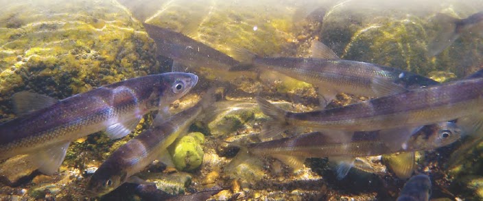 Watershed Action Alliance: Did You Know? Rainbow Smelt Restoration is ...