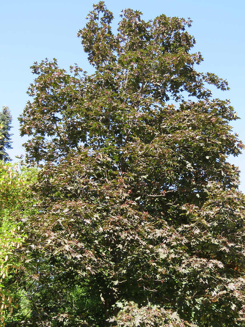 Á R B O L E S (T R E E S) y P A L M E R A S (P A L M S): Acer ...