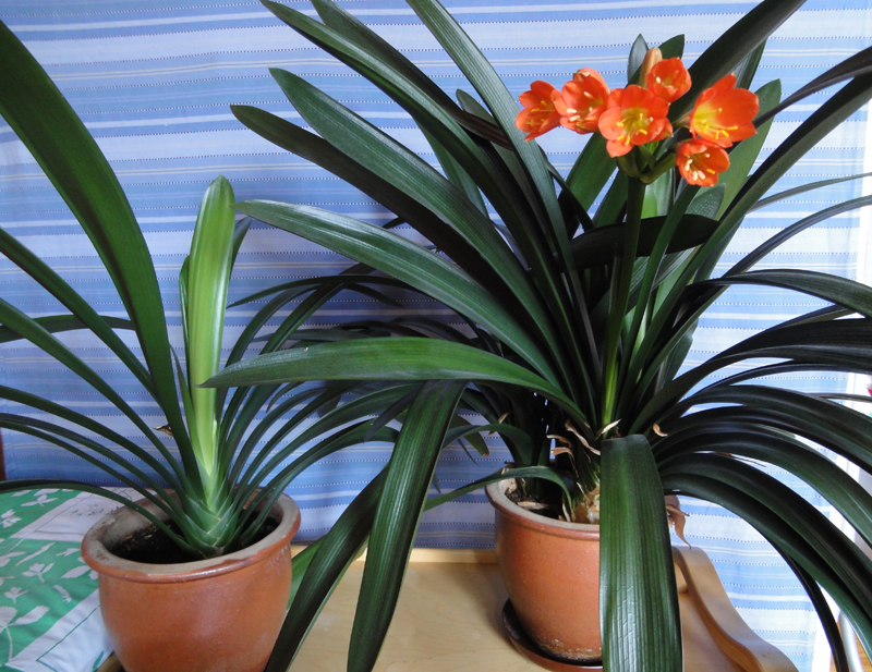 Paavalinkukka: Yllätys yläkerrassa: kliivia kukkii!