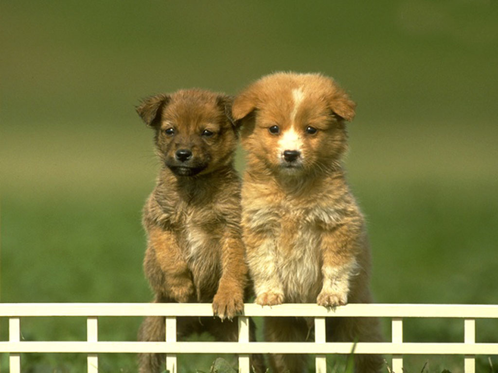 cute doggies