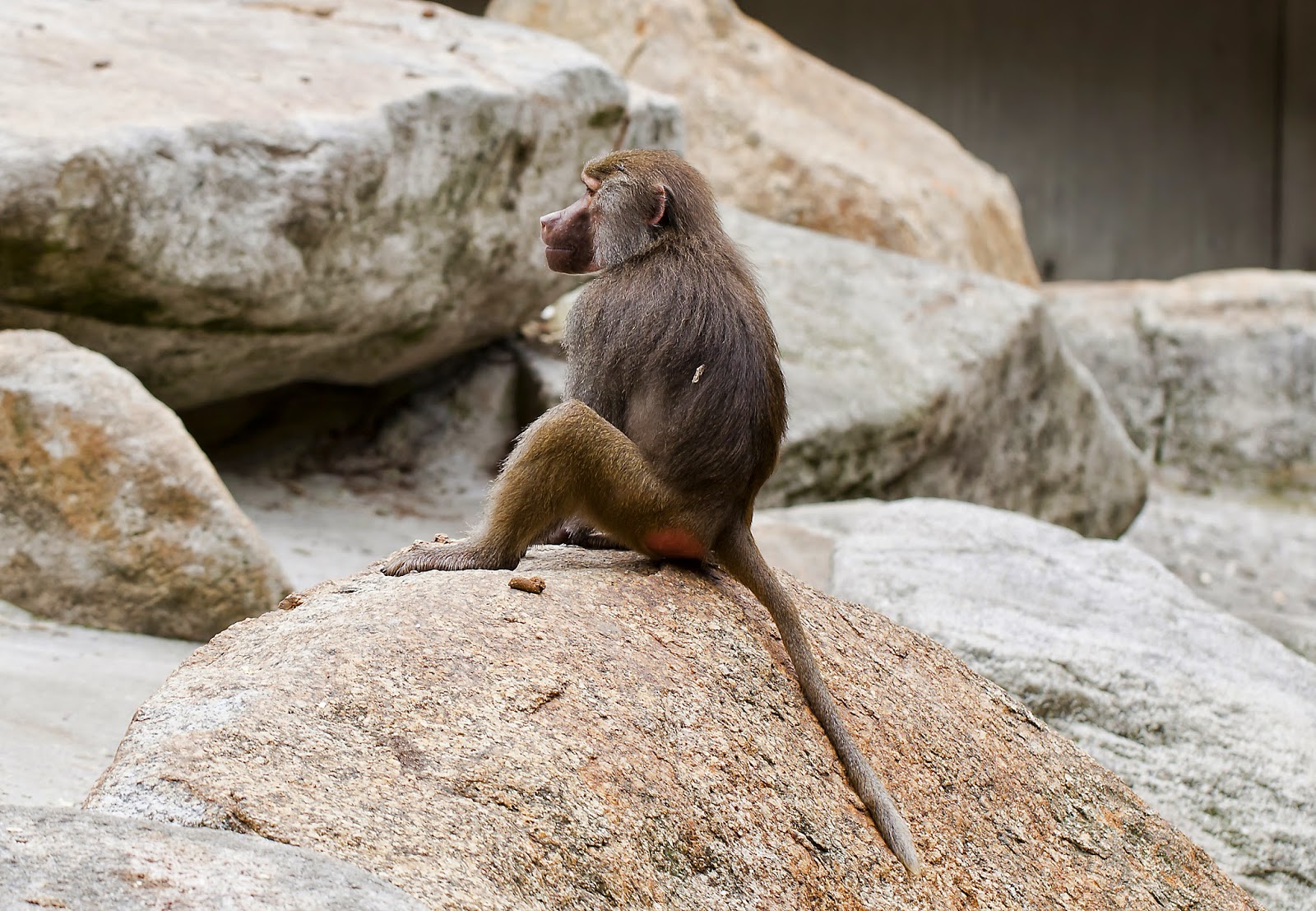 Top 52 Most Cute And Innocent Monkey Wallpapers In Full HD | HDmasha