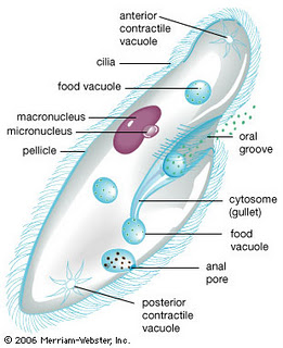 Protista