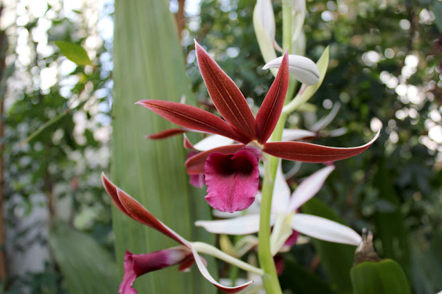 Maria's Orchids: The New York Orchid Show 2012