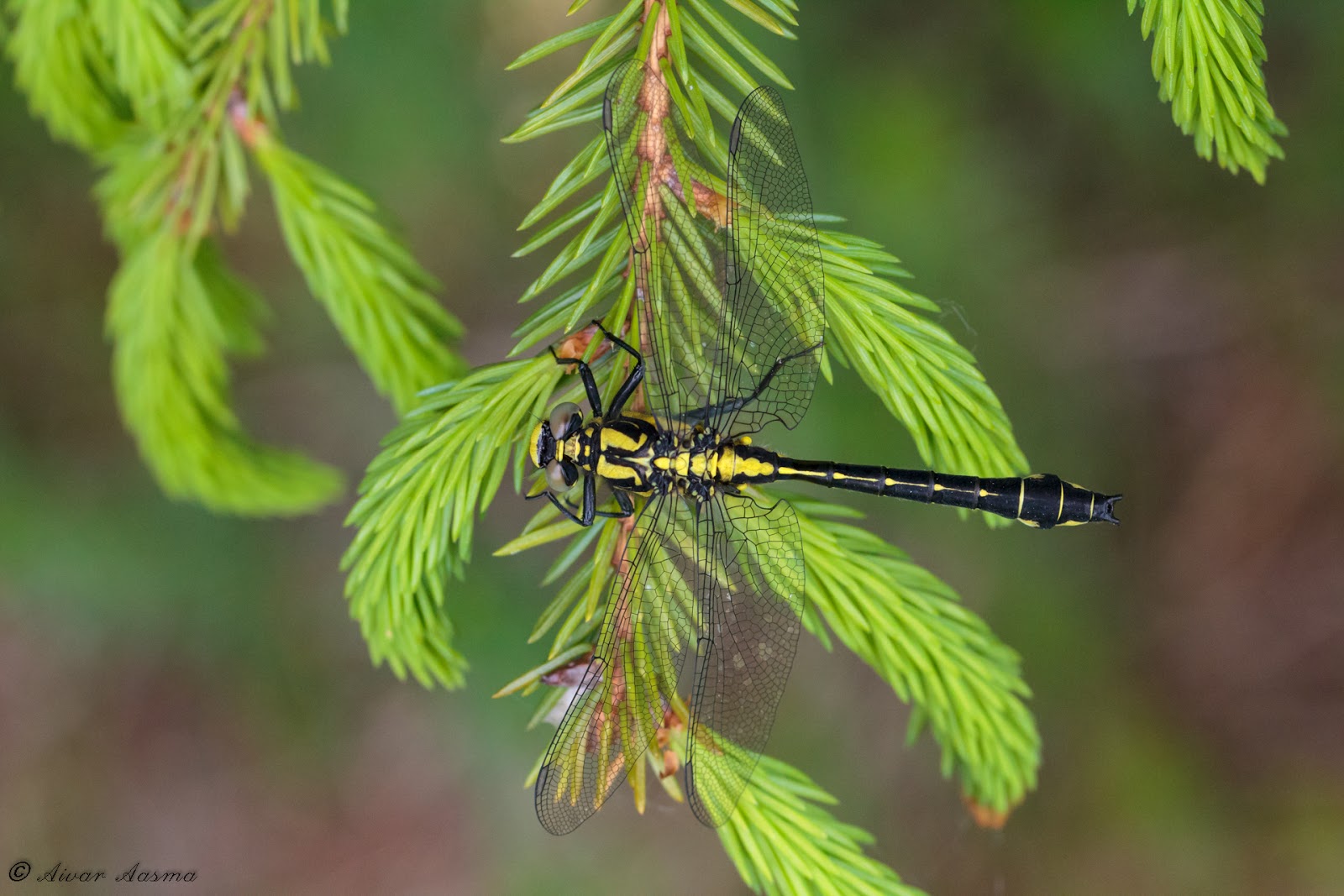Fotoblogi: Meenutusi eelmise aasta kevadest