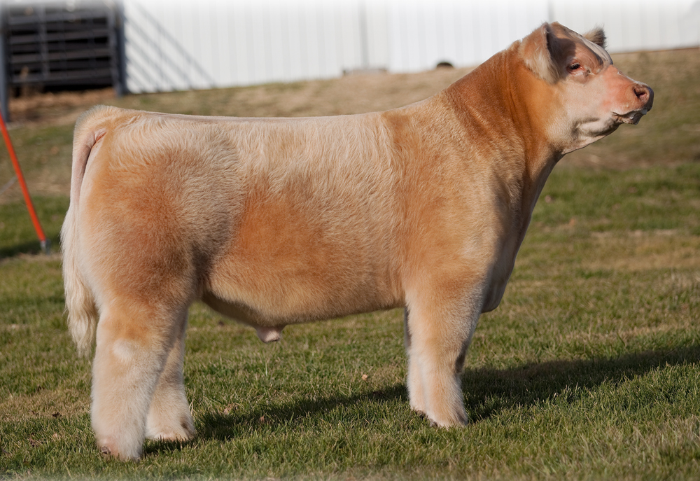 RCC Blog: Rodgers Bulls