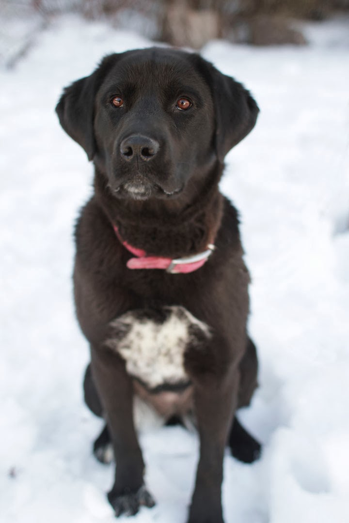 Sign - Labrador Retriever mix