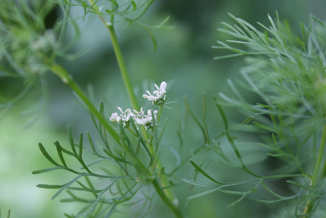 This Rawsome Vegan Life: veggie wrap & miso mustard gravy
