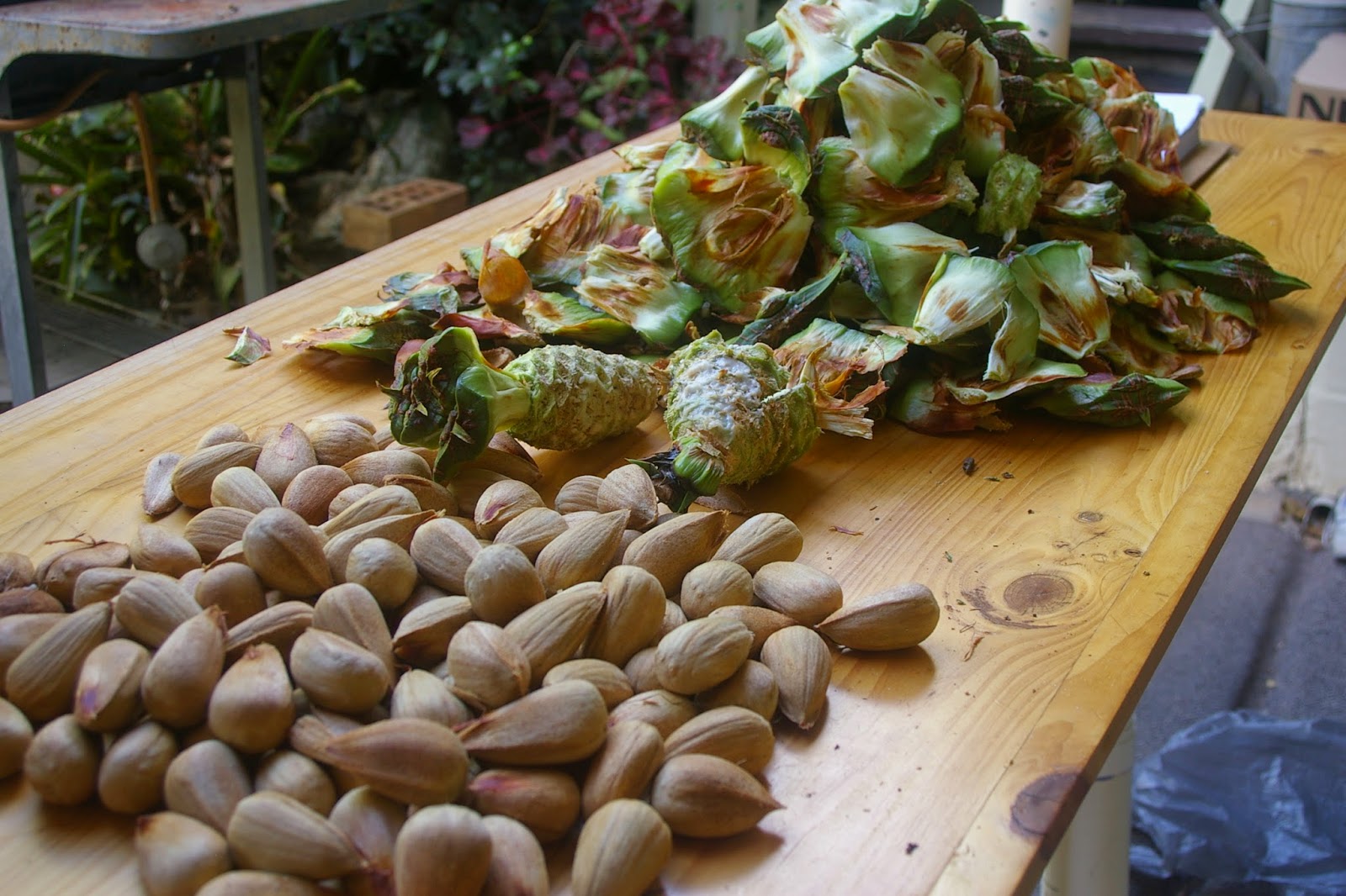 Bunya Nuts: collection and preparation!