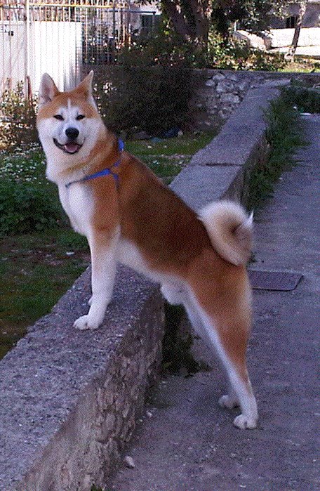 Akita Inu: Το ΑΚΙΤΑ