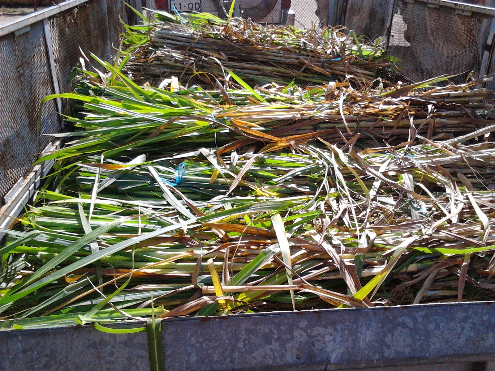 Maralfalfa & King Grass Portugal: Planta de Maralfalfa Europa 22 ...