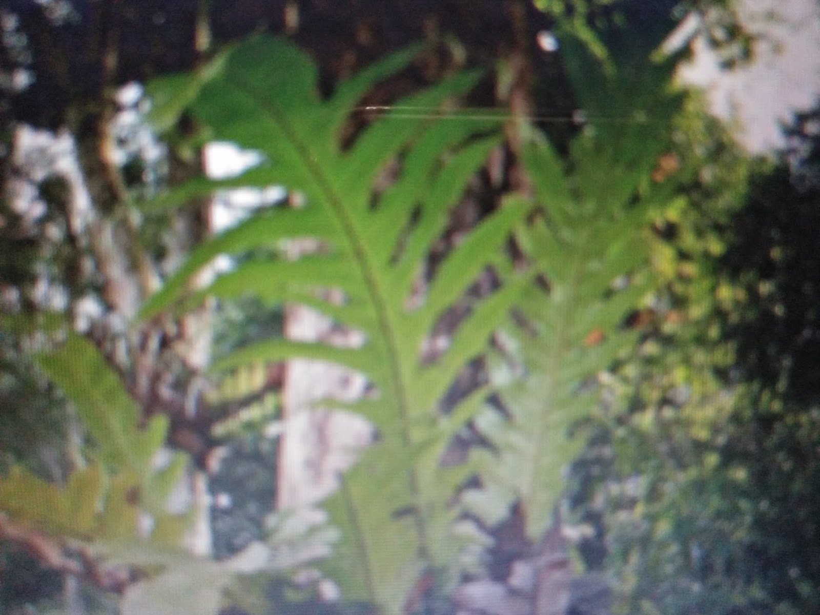 Fuziah Sulaiman blog: Kenali Flora di Laman Paku Pakis-Pteridofita ...