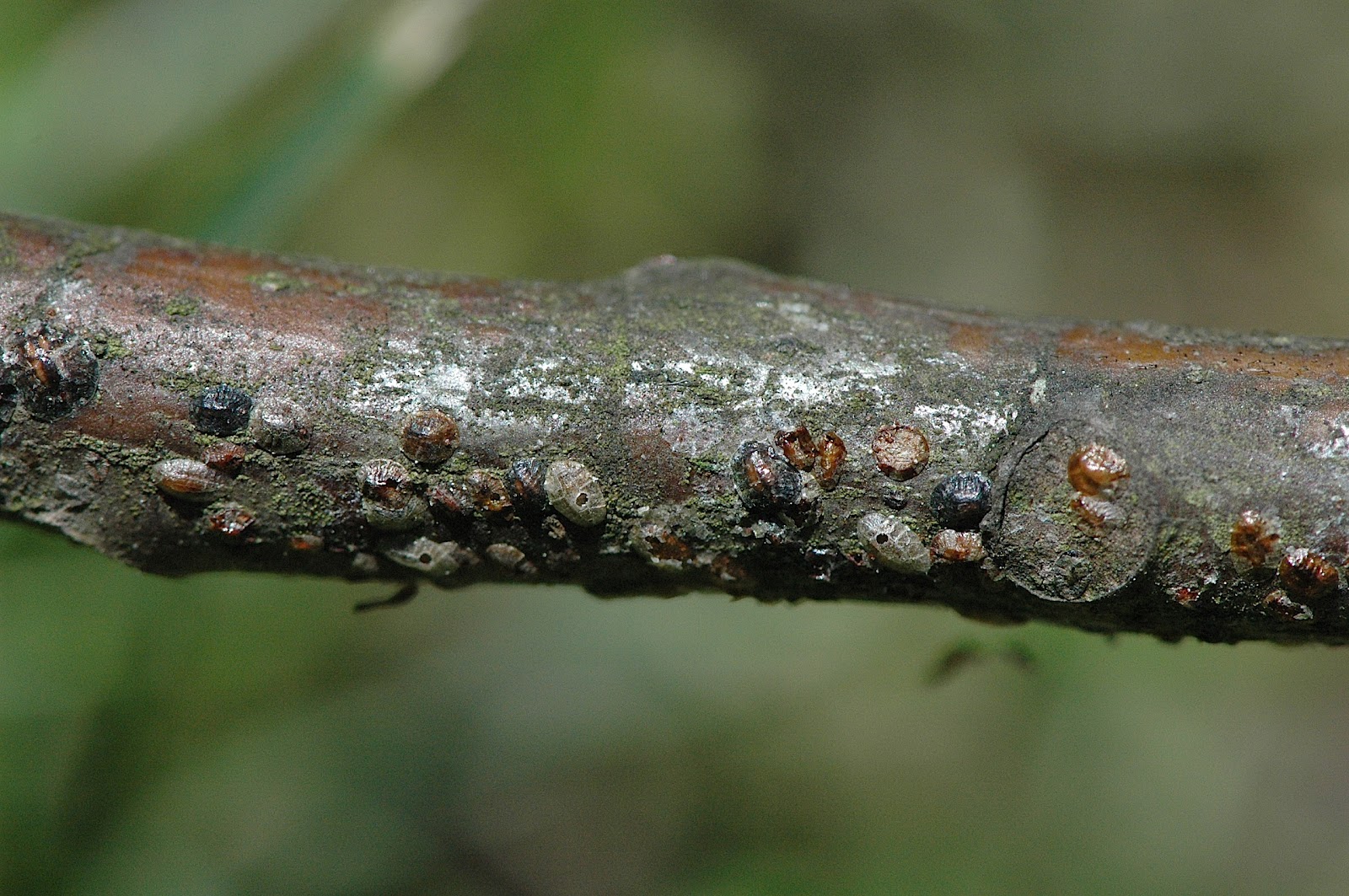 Field Biology in Southeastern Ohio: Tuliptree Scale