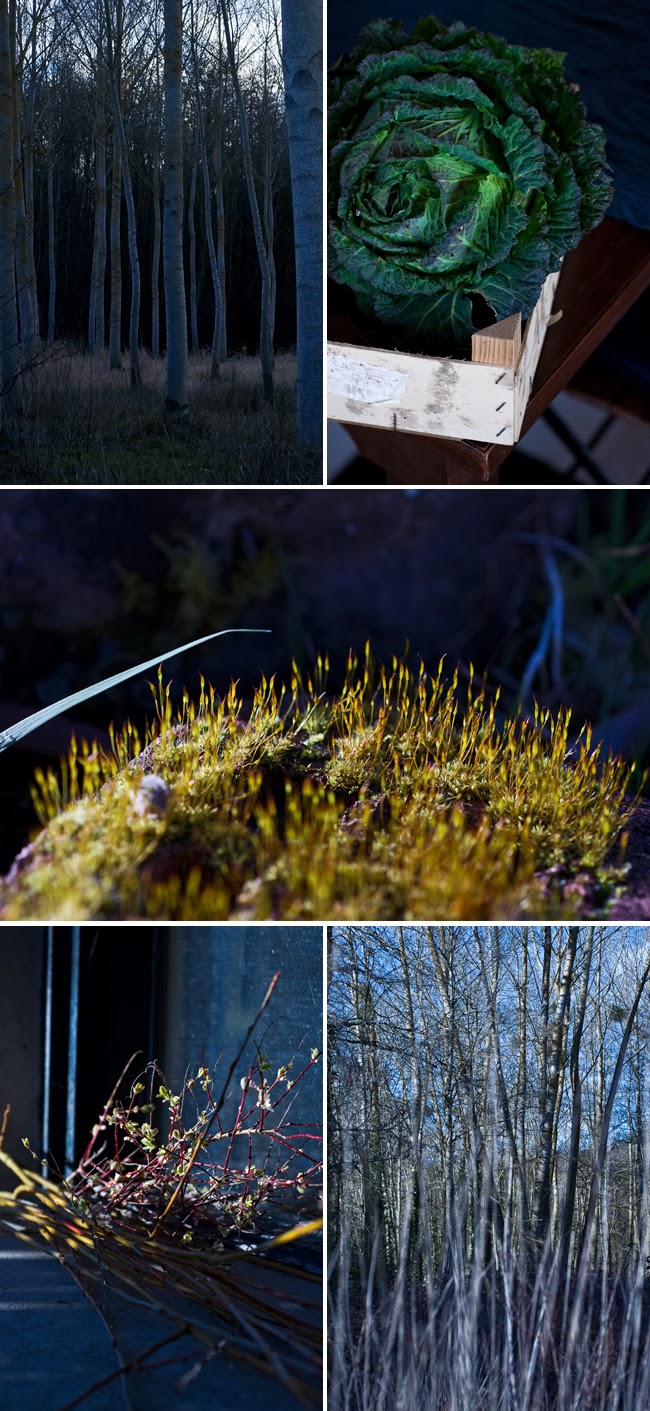 melopapilles: La forêt et la non-génoise aux fruits rouges pour ...