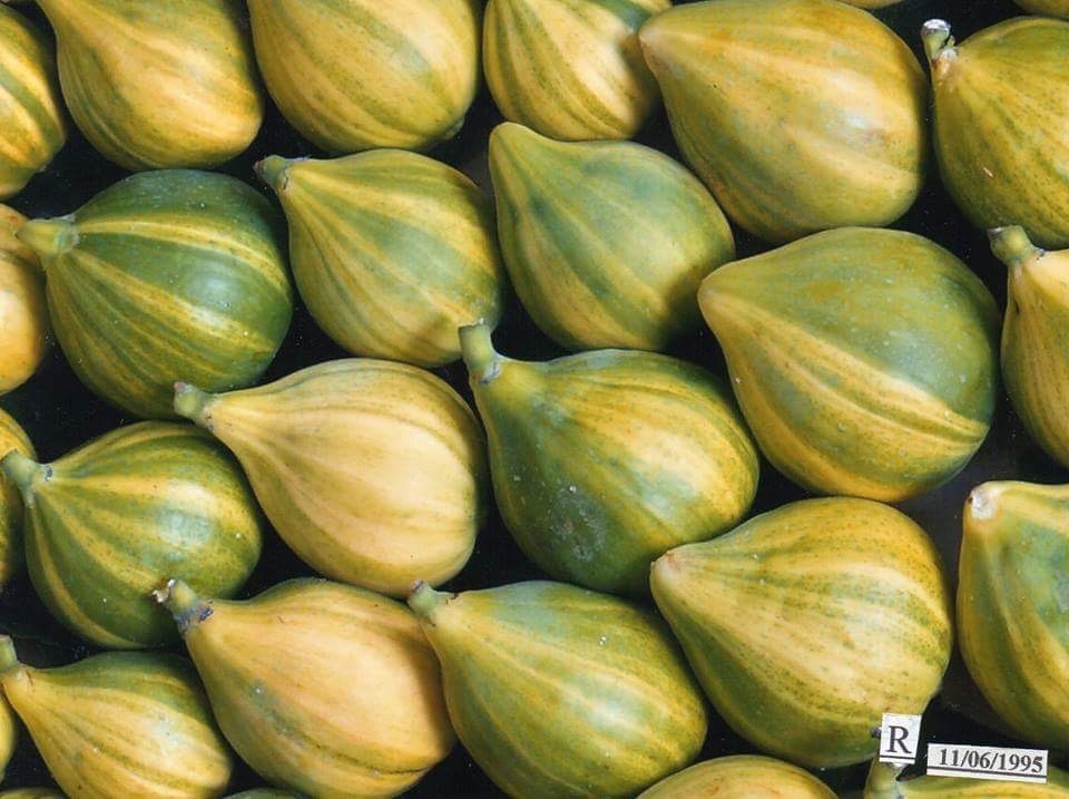 Fiorone Oro Fig - Var Tin