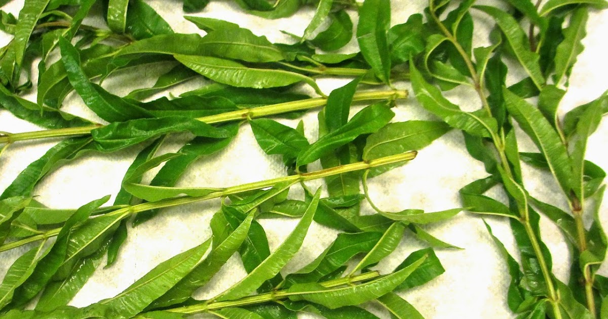 bobbyjayonfood: Summer Freshness - Lemon Verbena Sorbet