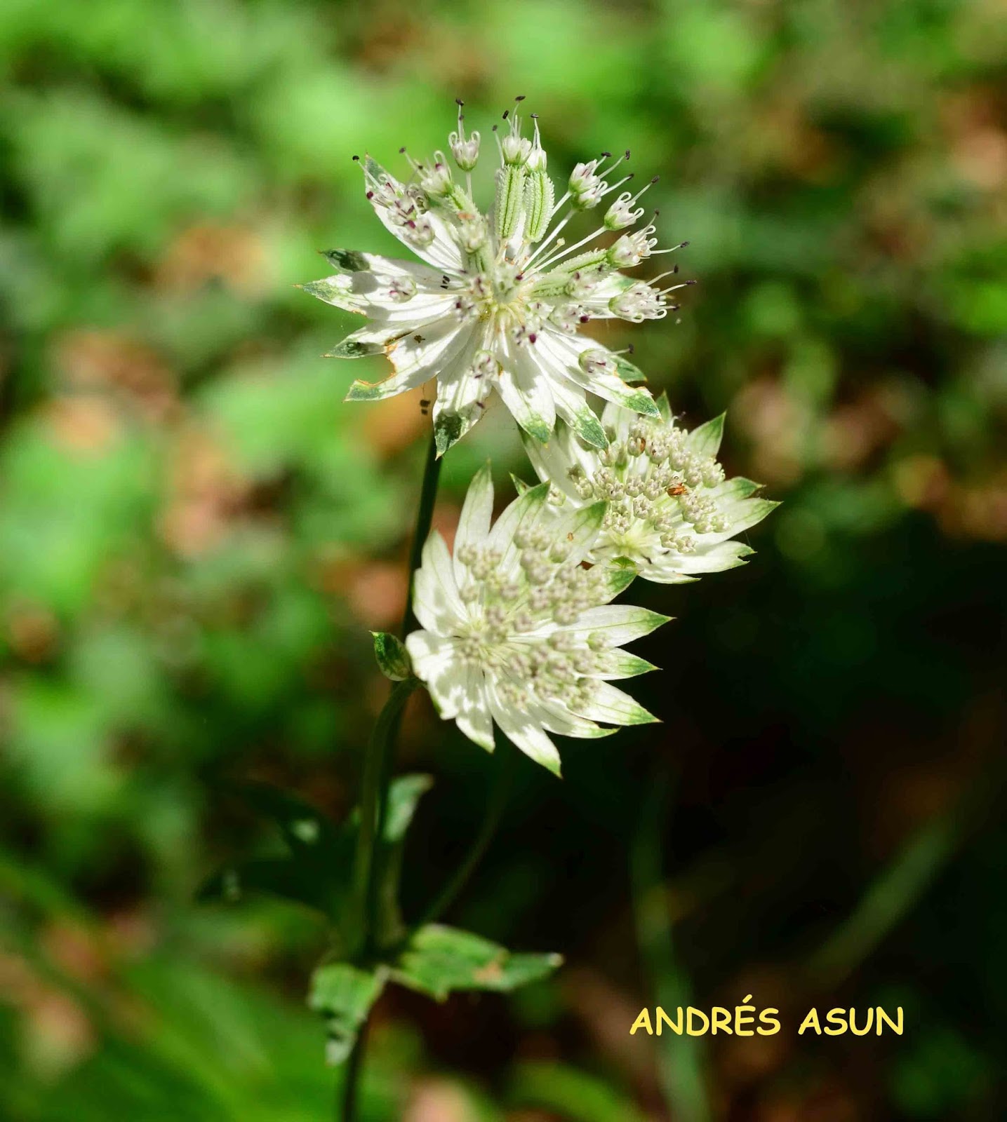 Flores silvestres de la Cordillera Cantábrica: UMBELIFERAS - Umbelliferae