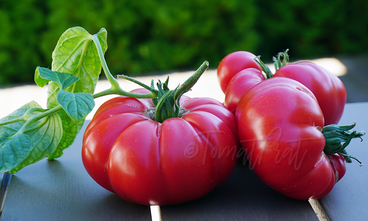 Helenes Tomater: Pomidory Malinowe