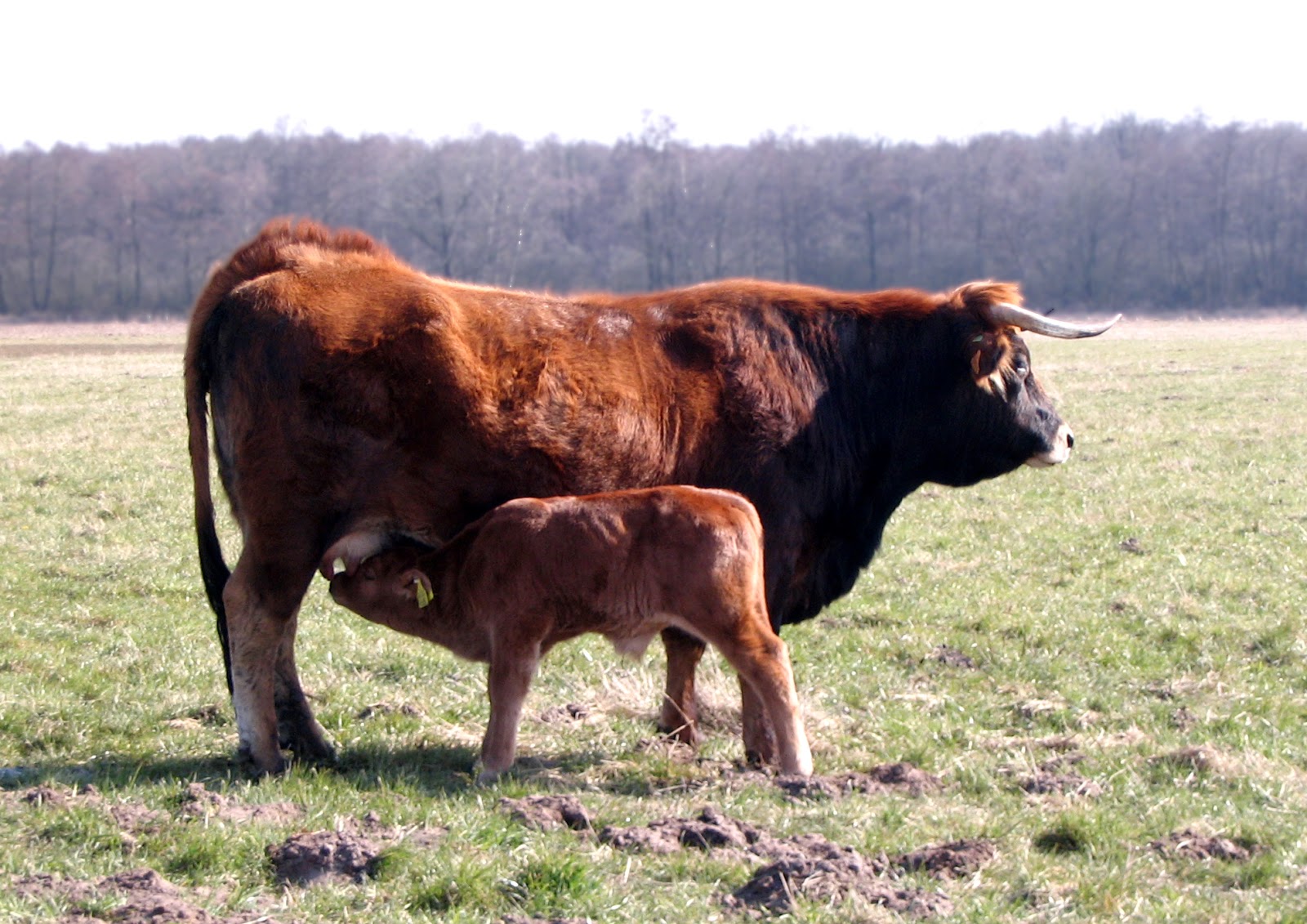 Weert en natuur: Limia runderen