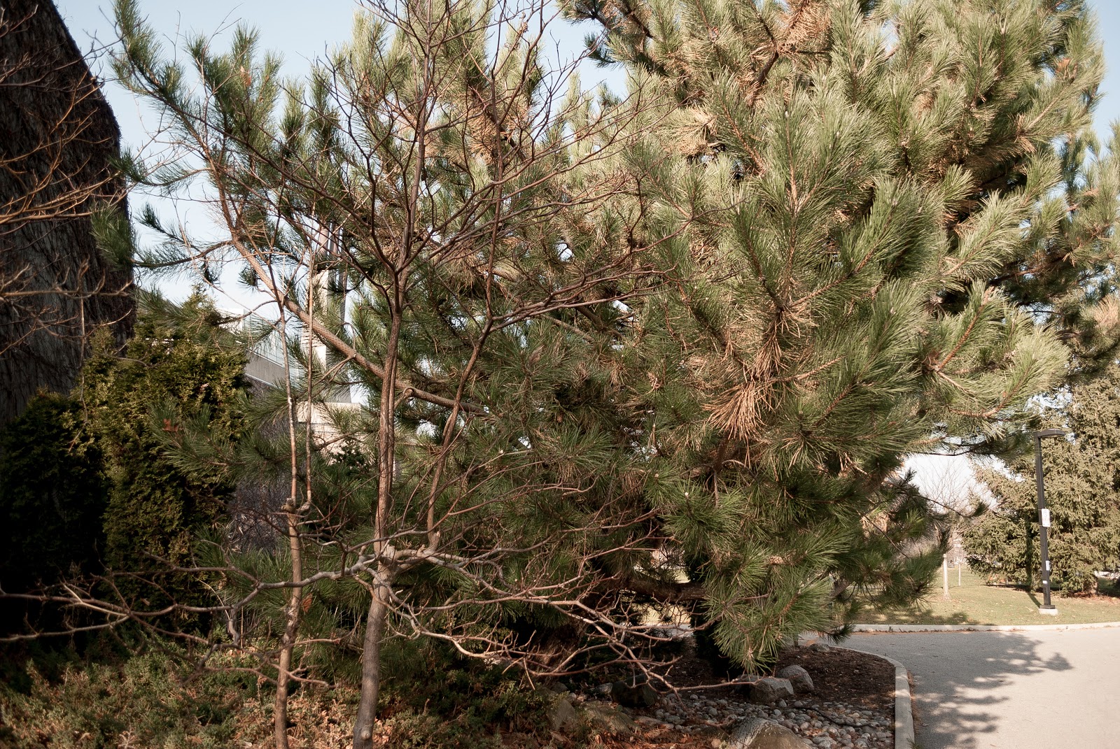 UTSC Pulse: UTSC: Changing Views