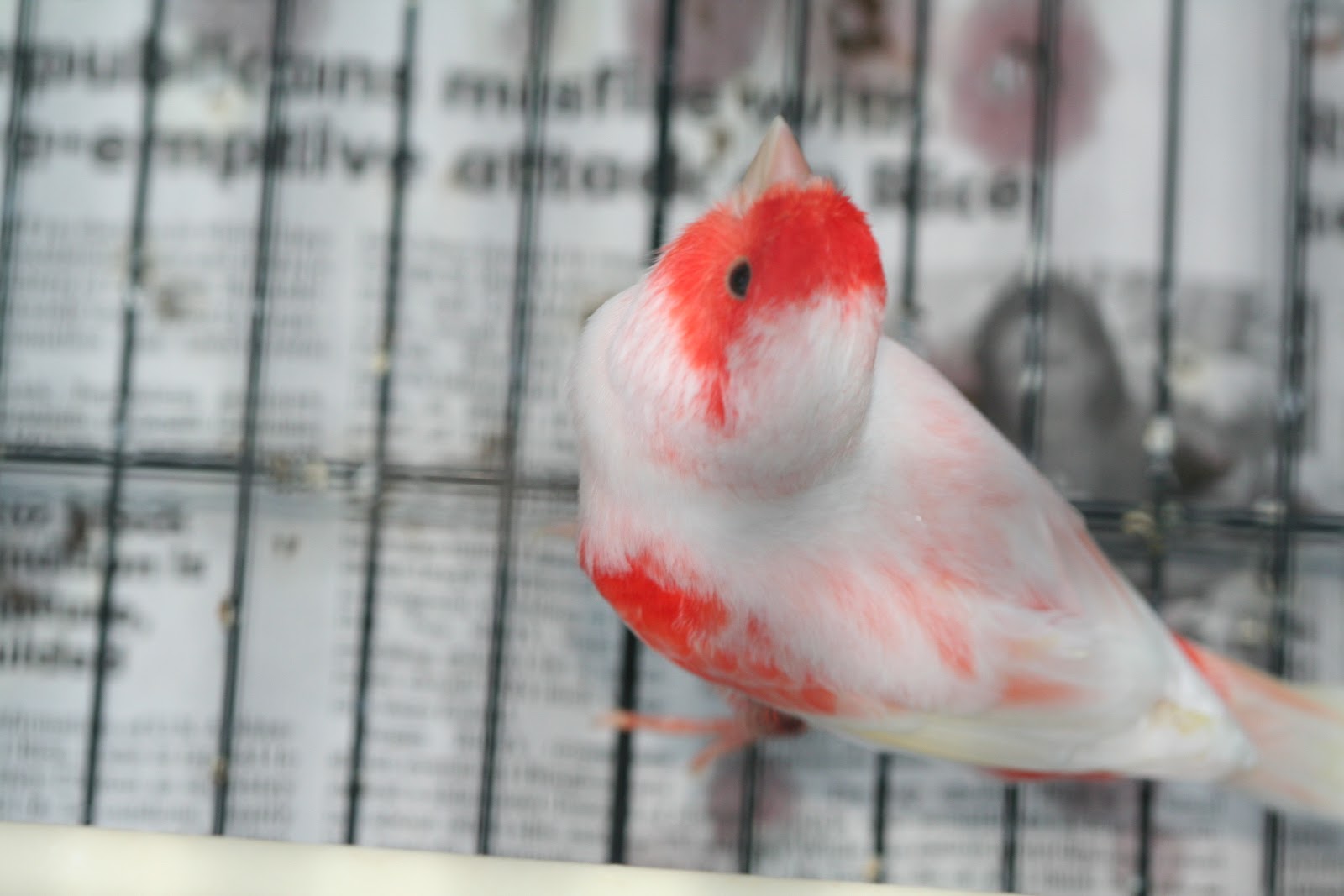 Silva's Birds: Color Canaries 1