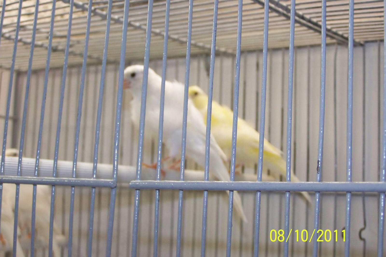 I miei Canarini Arricciati